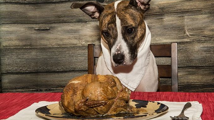How To Prepare A Dog-Friendly Thanksgiving Feast You Can All Eat - DogTime