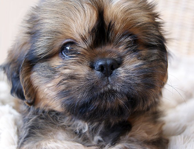 Teacup Puppies