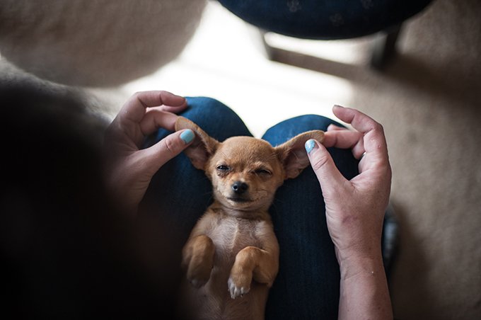 Teacup Puppies