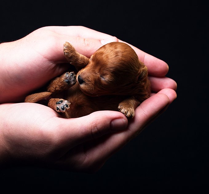 Teacup Puppies