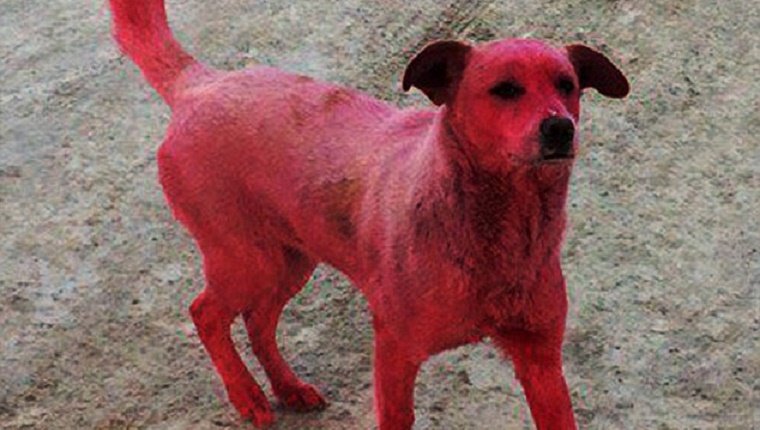Police In Russia Search For Suspects Who Dyed Stray Dog Pink - DogTime