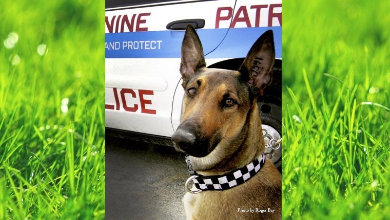 Chicago Police Radio Dispatch Sends Last Call To Honor Dying K-9 Dog ...
