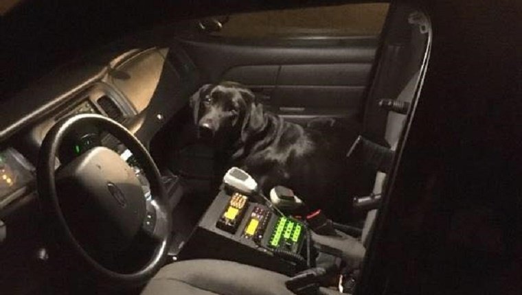 Dog Lost On A Cold Night Sneaks Into Police Car To Get A Ride Home ...