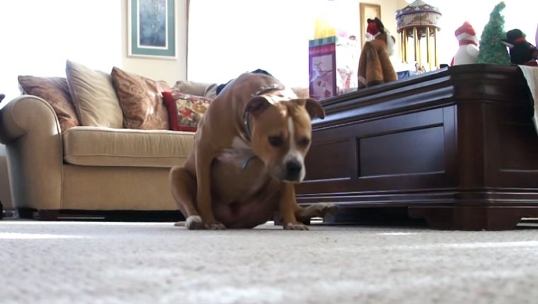 Why Does My Dog Drag His Butt On The Floor? - DogTime
