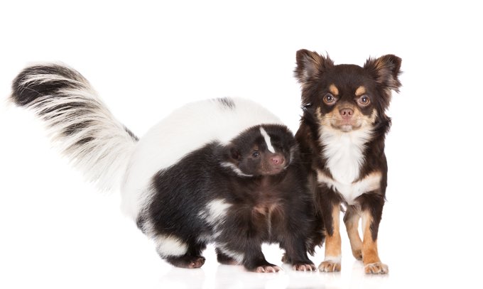 What To Do When Your Dog Gets Skunked - DogTime