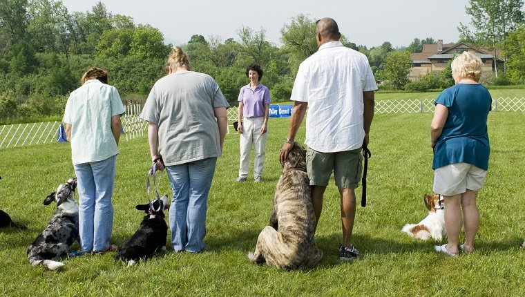 The Alpha Dog Myth: Is Dominance Training Mistreatment? - DogTime