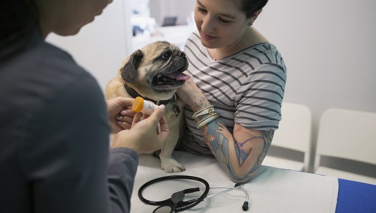Drug Addicts Abuse Pets To Score Painkillers From Veterinarians - DogTime