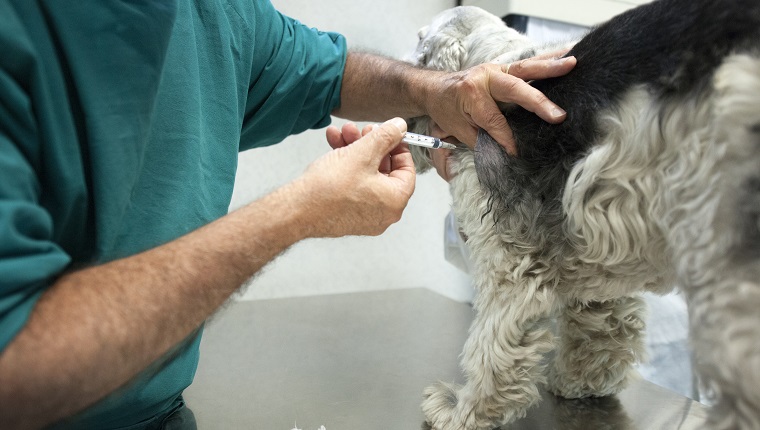 Lipomas (Fatty Lumps And Tumors) In Dogs: Symptoms, Causes ...