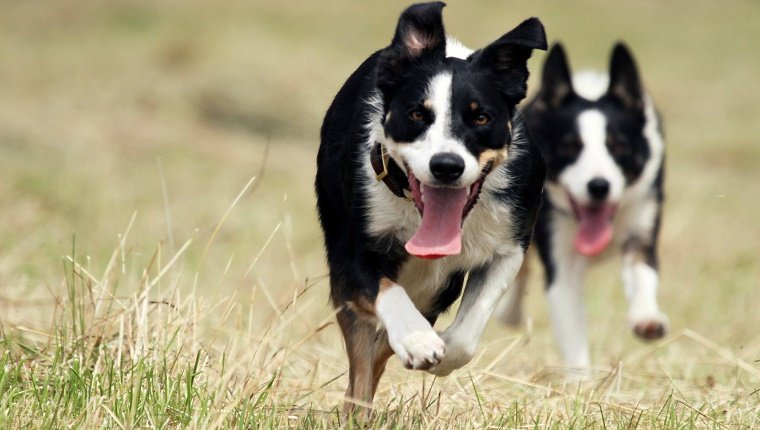 10 Lucky Dogs Who Inherited Big Fortunes - DogTime