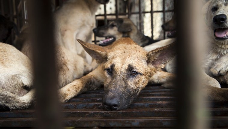 It's Still Legal To Eat Dogs In The United States-And Yes, It Happens ...