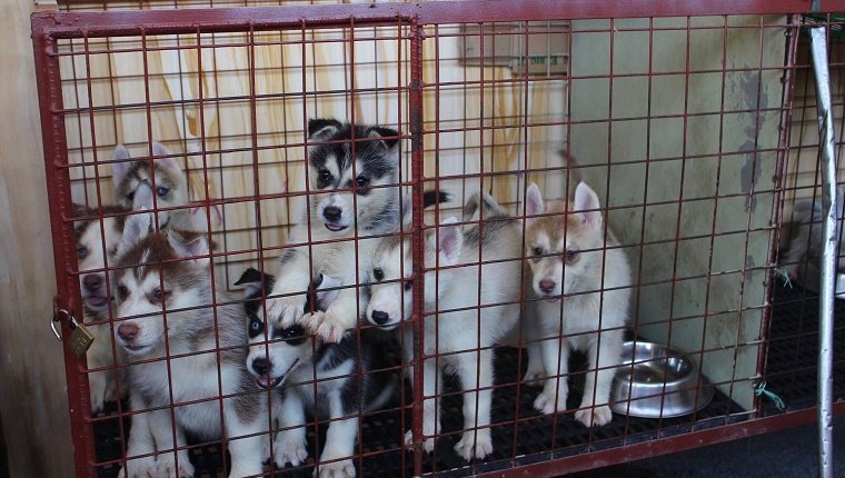 It's Still Legal To Eat Dogs In The United States-And Yes, It Happens