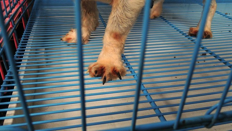 It's Still Legal To Eat Dogs In The United States-And Yes, It Happens