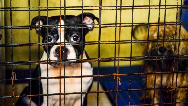 It's Still Legal To Eat Dogs In The United States-And Yes, It Happens