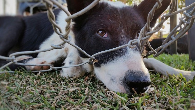 It's Still Legal To Eat Dogs In The United States-And Yes, It Happens