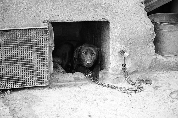 April 8th is Dog Fighting Awareness Day - Here Are The Tell Tale Signs ...