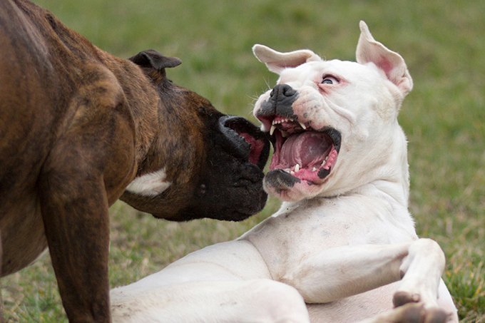 April 8th is Dog Fighting Awareness Day - Here Are The Tell Tale Signs ...