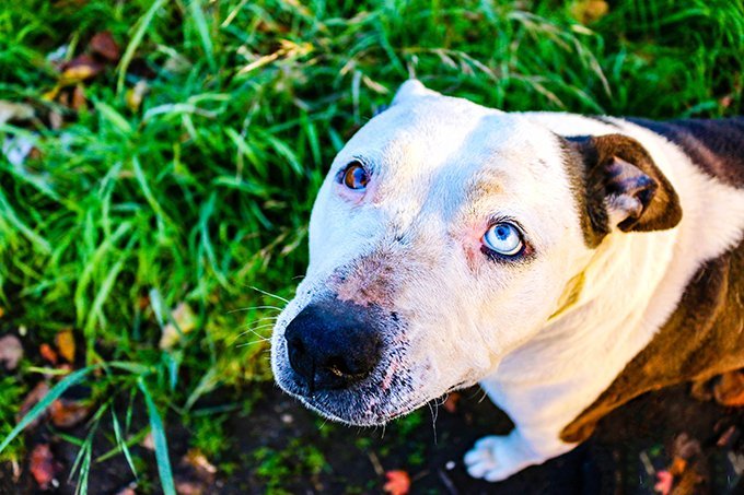 April 8th is Dog Fighting Awareness Day - Here Are The Tell Tale Signs ...