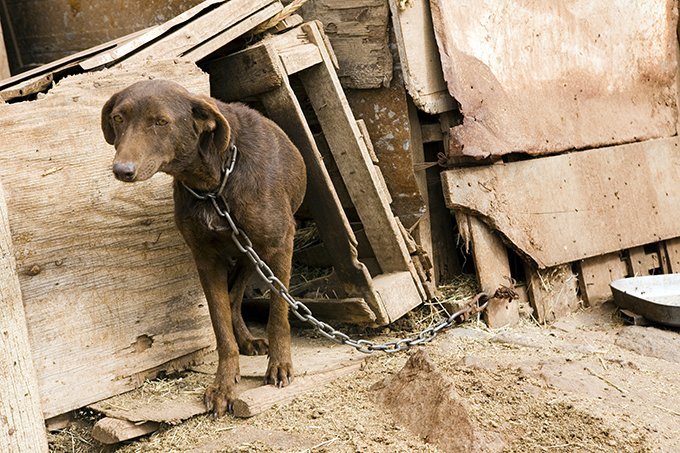 April 8th is Dog Fighting Awareness Day - Here Are The Tell Tale Signs ...