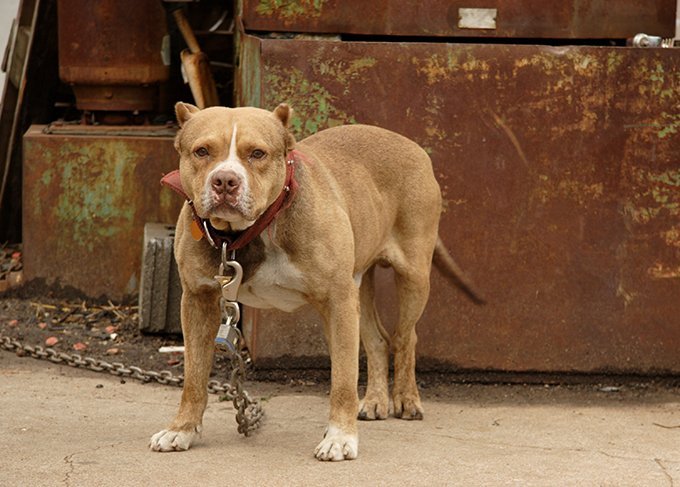 April 8th is Dog Fighting Awareness Day - Here Are The Tell Tale Signs ...