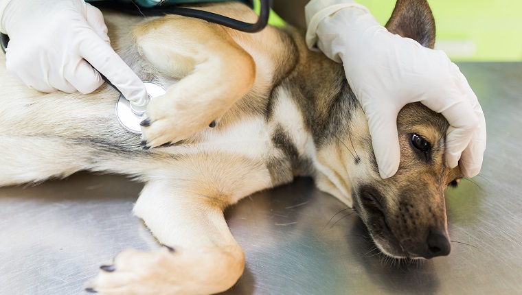 10 Of The Most Common Ways Dogs Are Accidentally Poisoned - DogTime