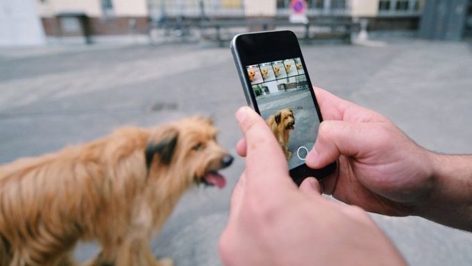 How To Take The Best Pictures Of Your Dog - DogTime