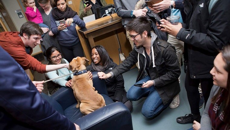 “Puppy Rooms” to help stressed-out college students - DogTime
