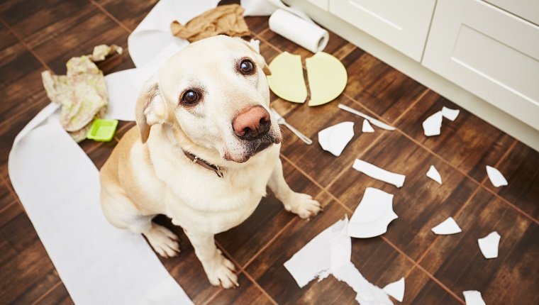 10 Jobs Dogs Could Do Better Than Humans - DogTime