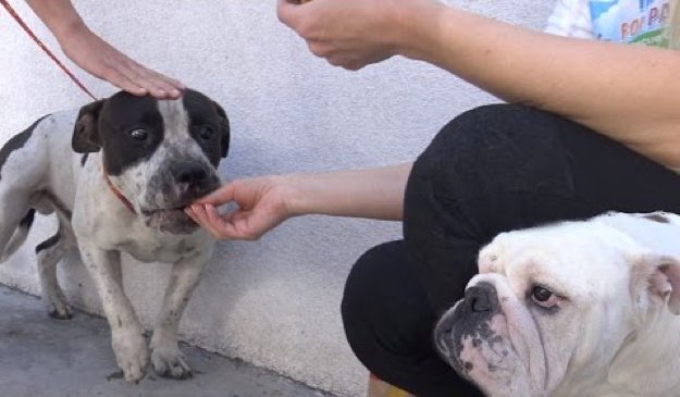 Scared Injured Pit Bull Rescue [VIDEO] - DogTime