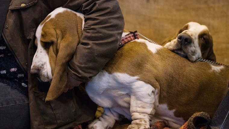 Hug Your Hound Day: How To Teach Your Dog To Give Hugs - DogTime