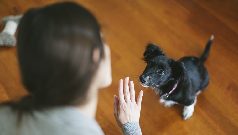 Hug Your Hound Day: How To Teach Your Dog To Give Hugs - DogTime