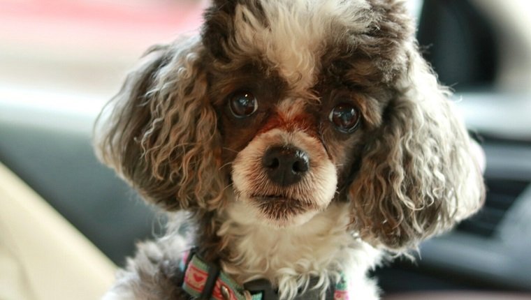What Dogs' Tear Stains Mean and How To Treat Them