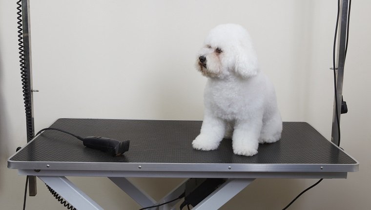 What Dogs' Tear Stains Mean and How To Treat Them
