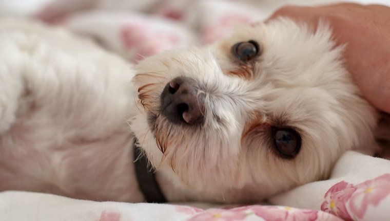 What Dogs' Tear Stains Mean and How To Treat Them