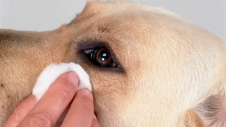 What Dogs' Tear Stains Mean and How To Treat Them