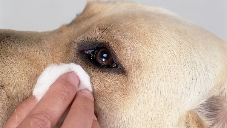 What Dogs' Tear Stains Mean and How To Treat Them