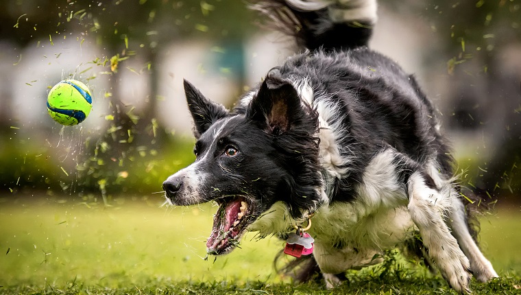 How To Teach Your Dog To Play Fetch - DogTime