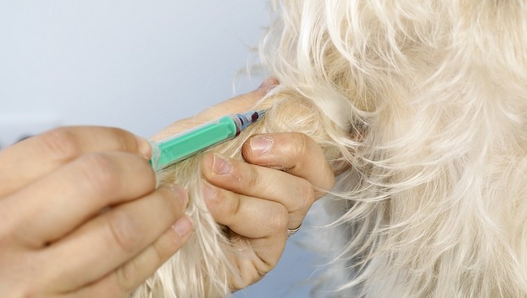 Titer Testing For Dogs: What Is It, And What Does It Mean For Yearly ...