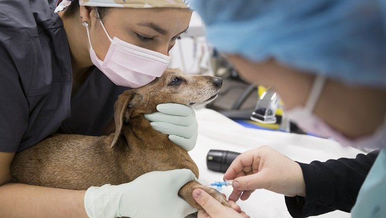 Titer Testing For Dogs: What Is It, And What Does It Mean For Yearly ...