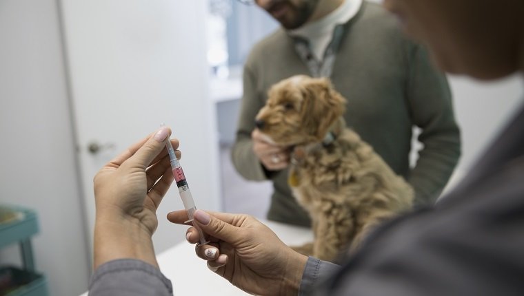 Titer Testing For Dogs: What Is It, And What Does It Mean For Yearly ...