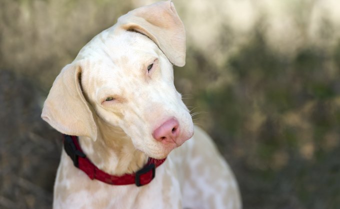 Double Merle Dogs Get Their Awareness Day - DogTime