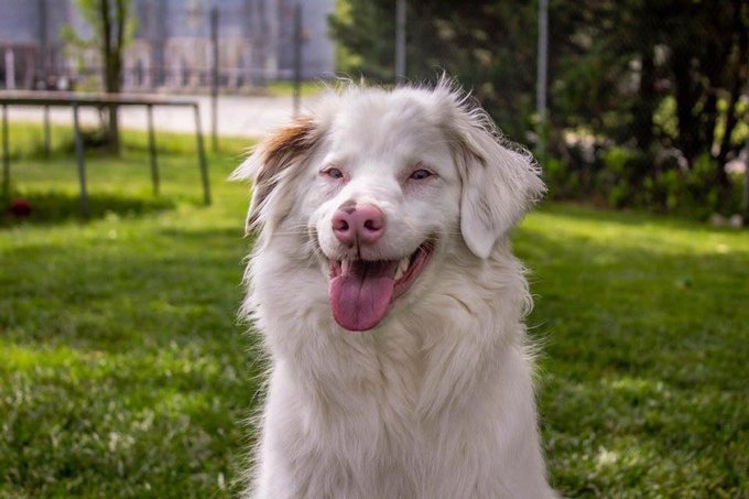 Double Merle Dogs Get Their Awareness Day - DogTime