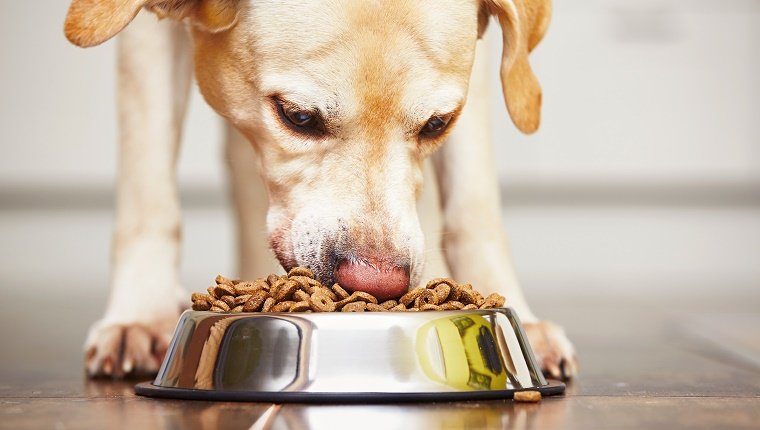 5 Eating Disorders That Can Affect Dogs - DogTime