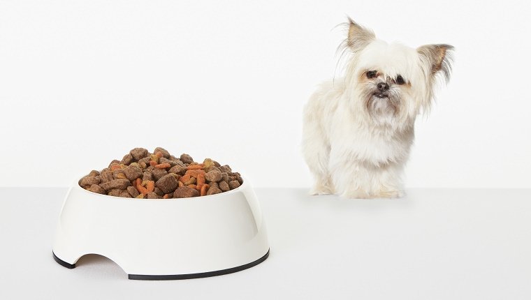 5 Eating Disorders That Can Affect Dogs - DogTime