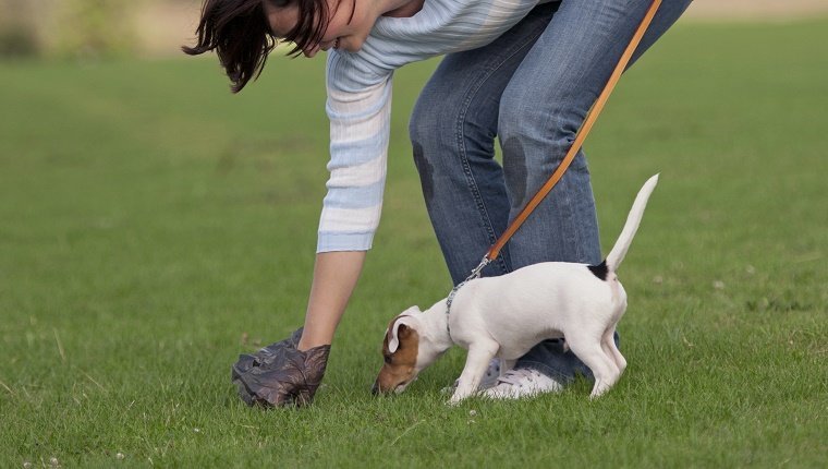 5 Eating Disorders That Can Affect Dogs - DogTime
