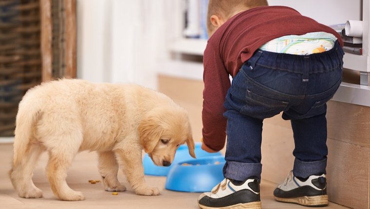 5 Eating Disorders That Can Affect Dogs - DogTime