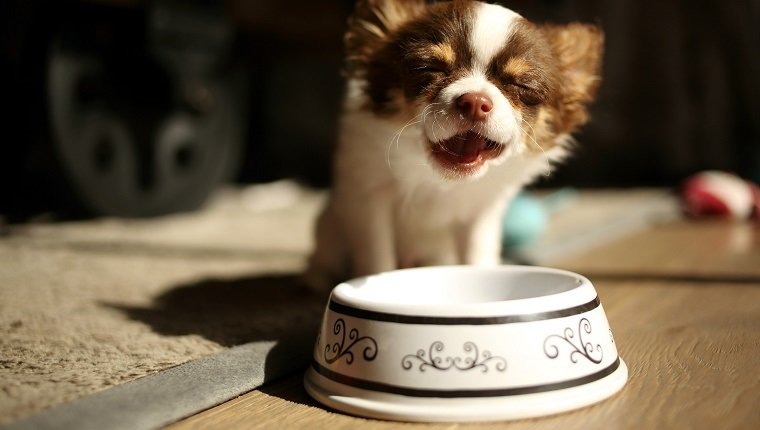5 Eating Disorders That Can Affect Dogs - DogTime