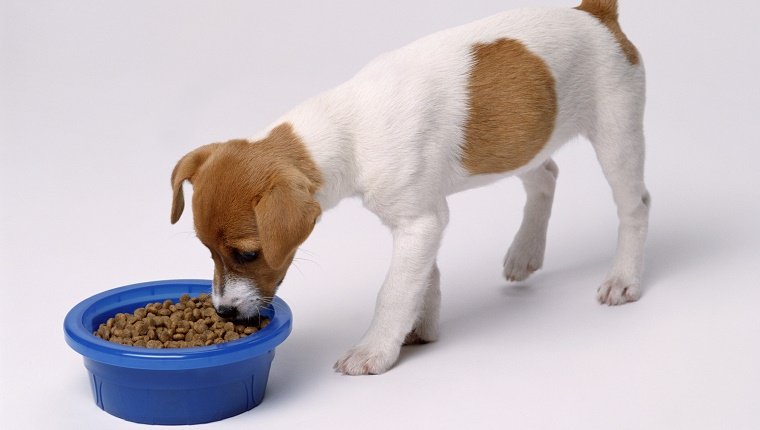 5 Eating Disorders That Can Affect Dogs - DogTime