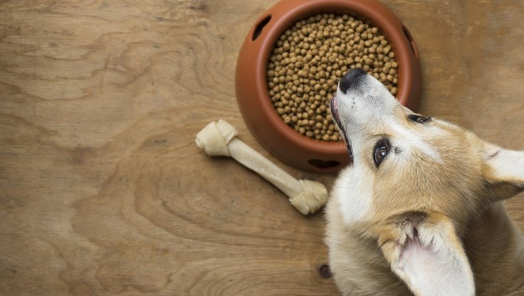 5 Eating Disorders That Can Affect Dogs - DogTime