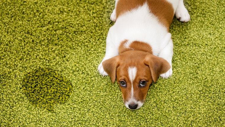 Diagnosing And Treating Urinary Incontinence In Dogs - DogTime