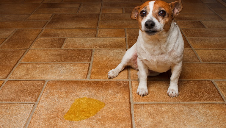 Diagnosing And Treating Urinary Incontinence In Dogs - DogTime